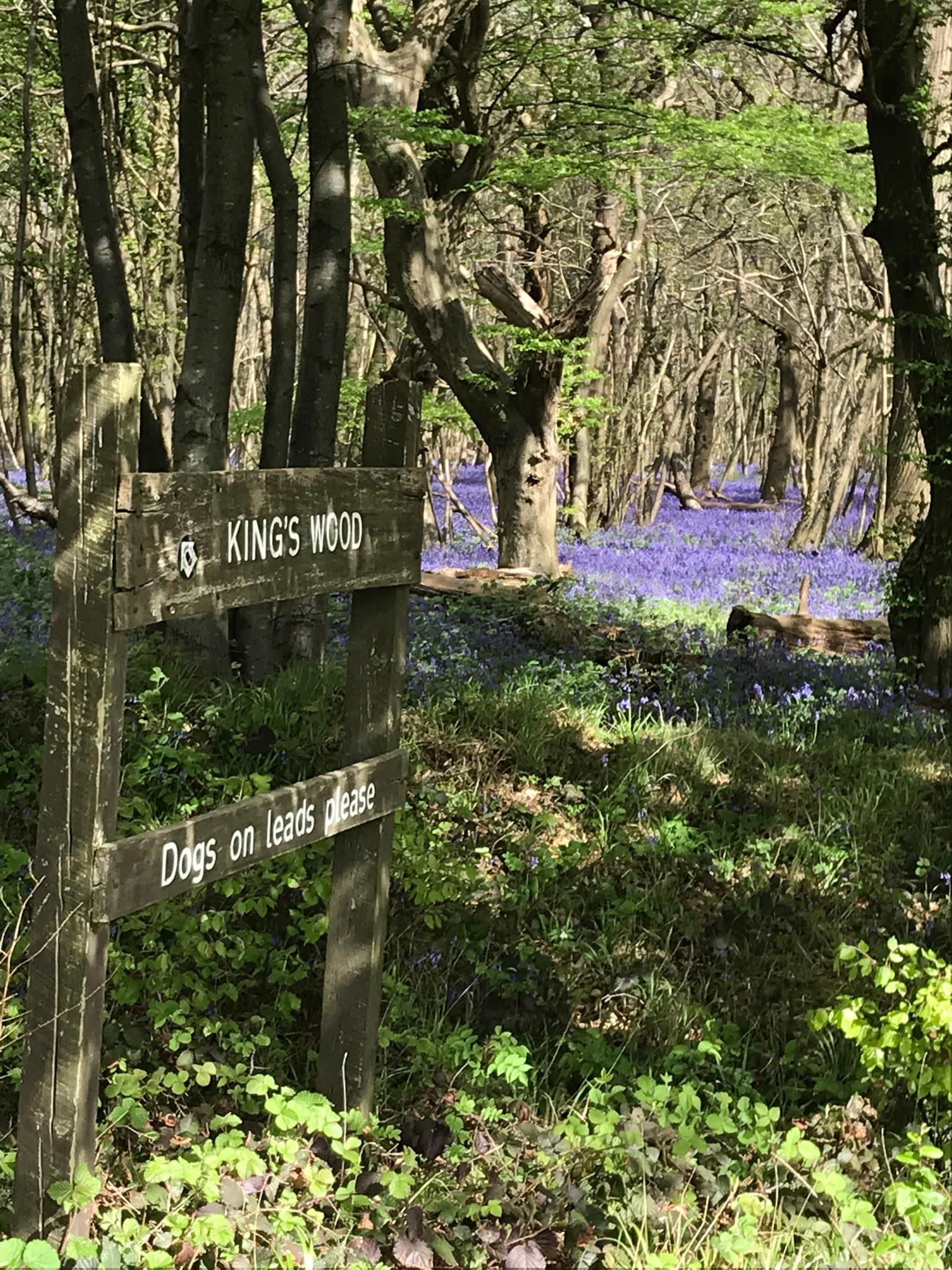 Kent Downs National Landscape