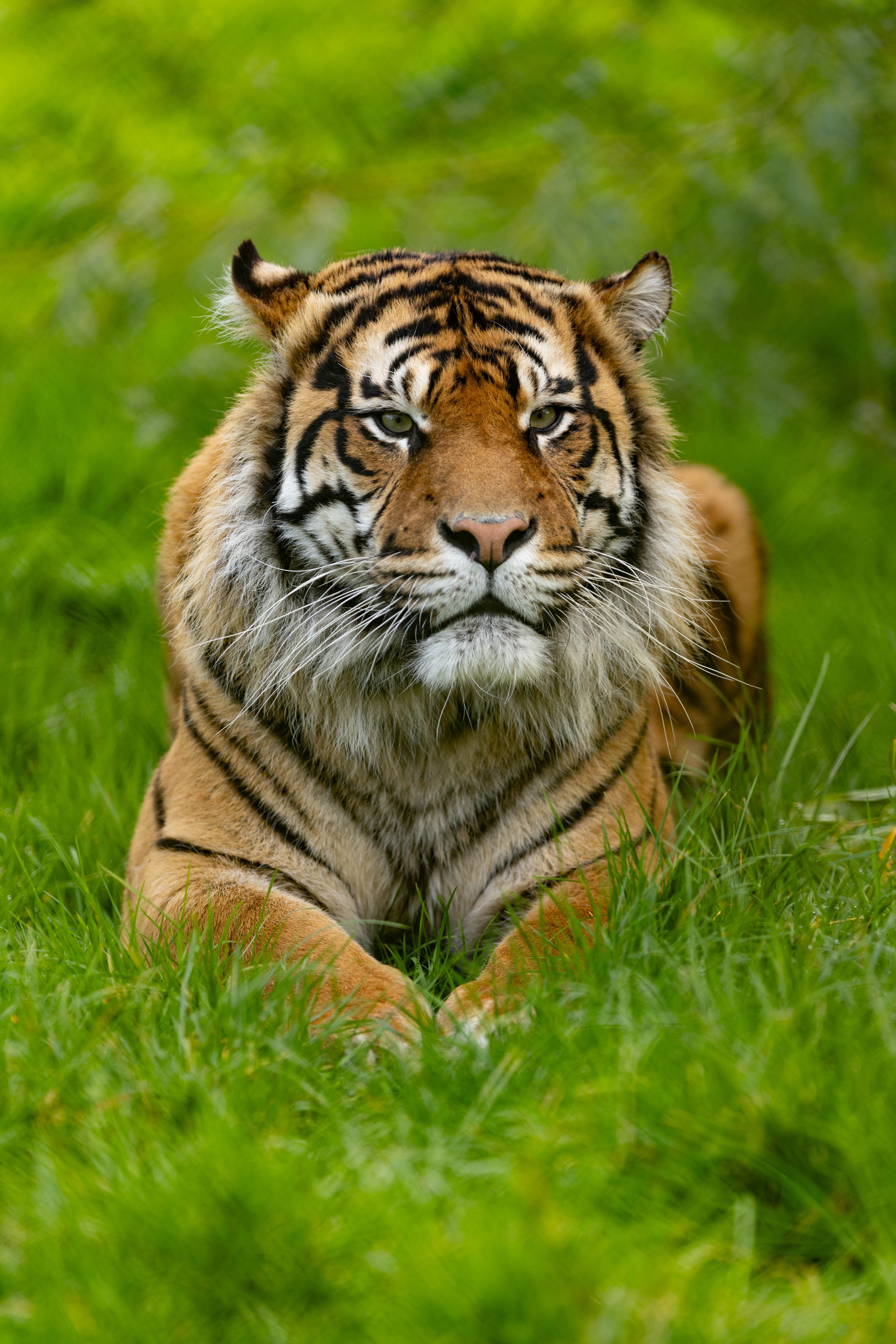Howletts Wild Animal Park | Visit Canterbury