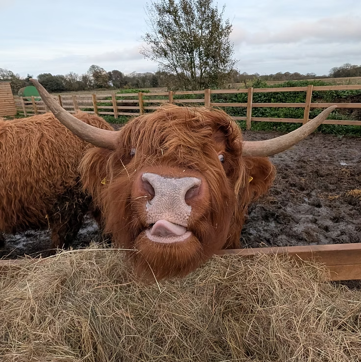 Highland Cow Experience, Quex Adventure Farm Park