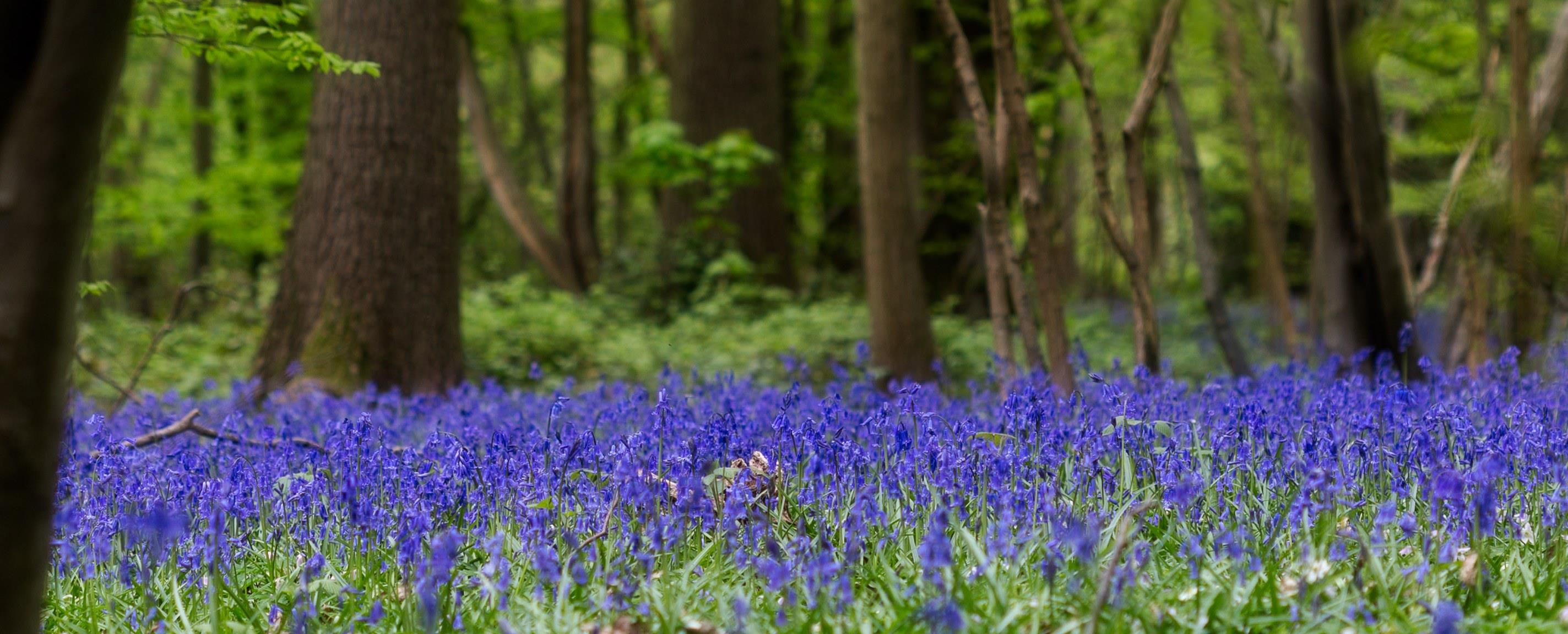 Top places to find bluebells in Kent