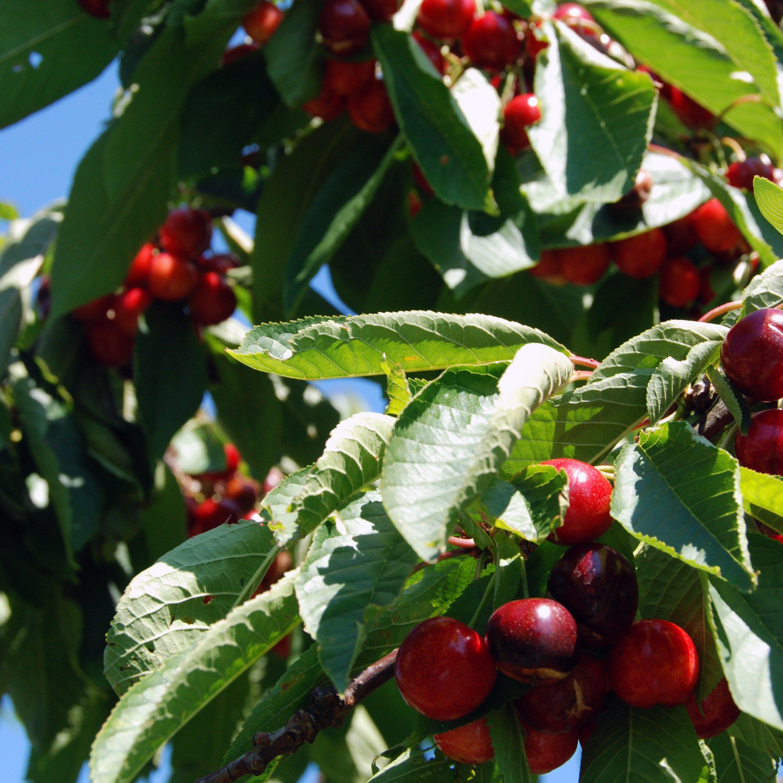 First Fruit Food Trail | Things to Do in Kent