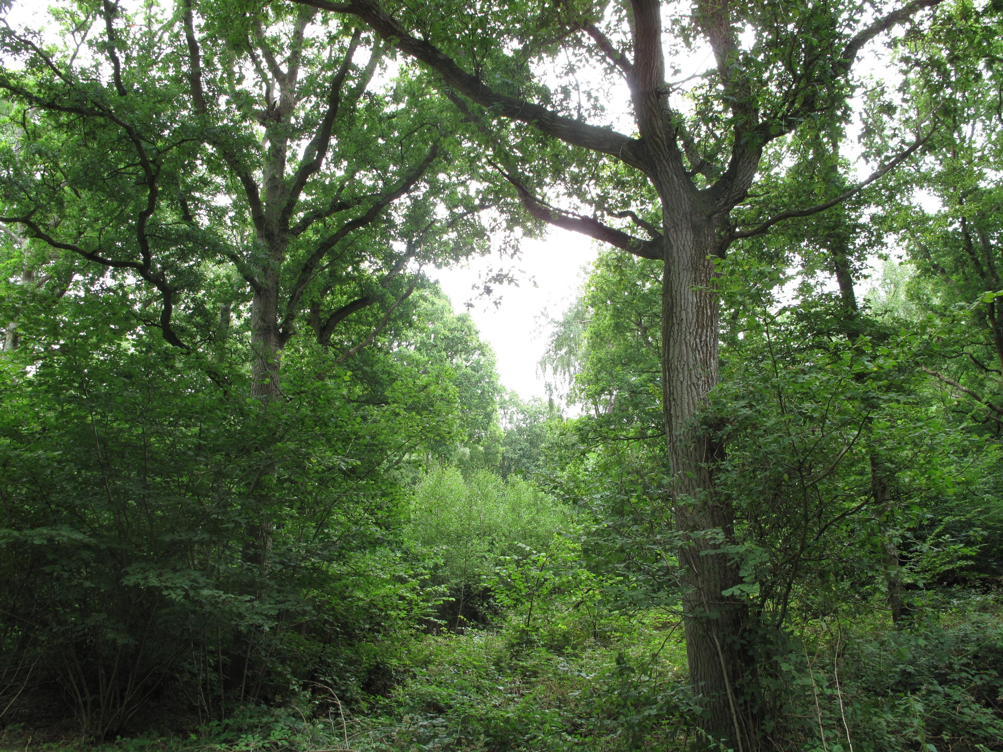 Ham Street Woods National Nature Reserve, Kent