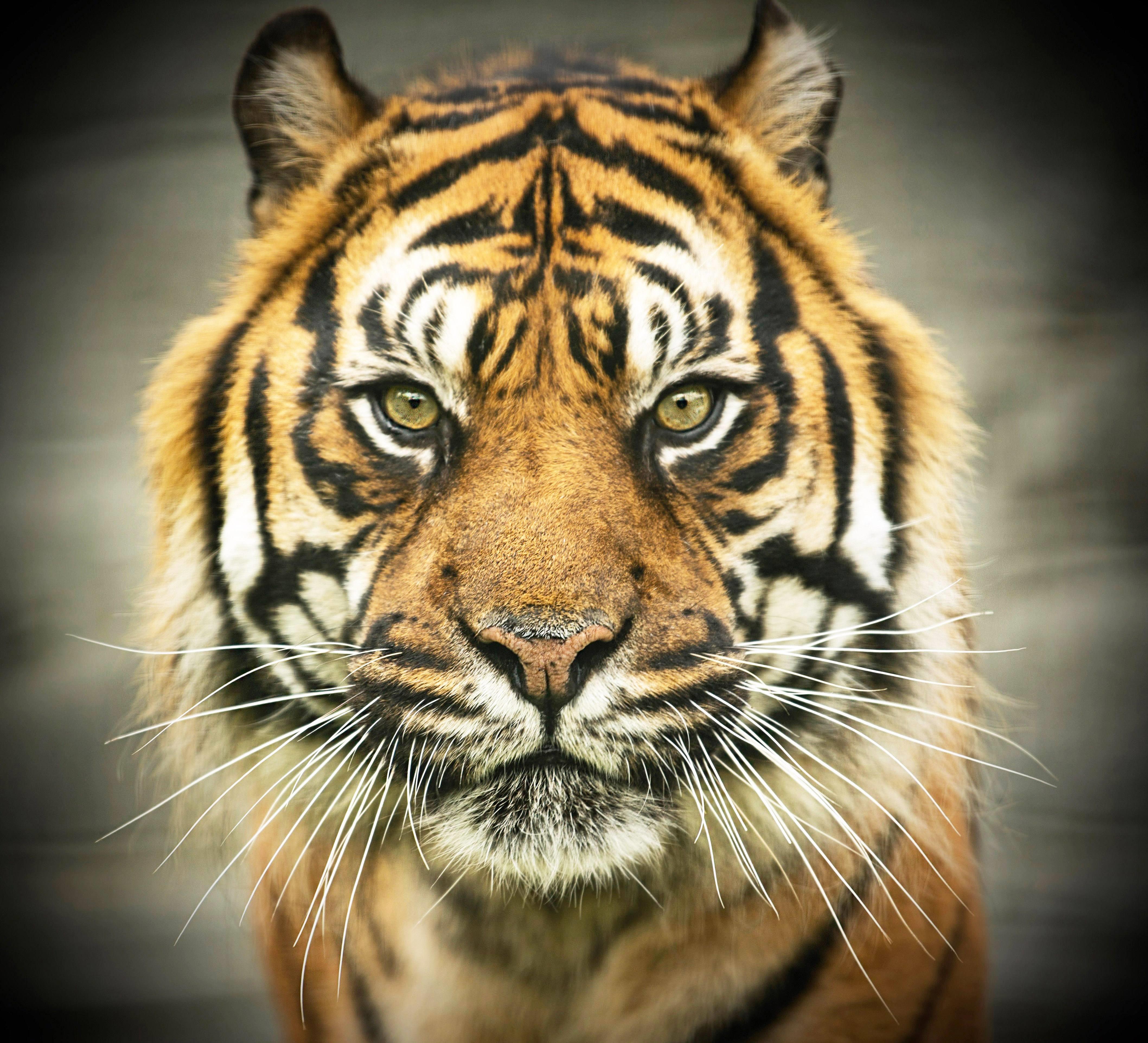 Wildlife Heritage Foundation Big Cat Sanctuary