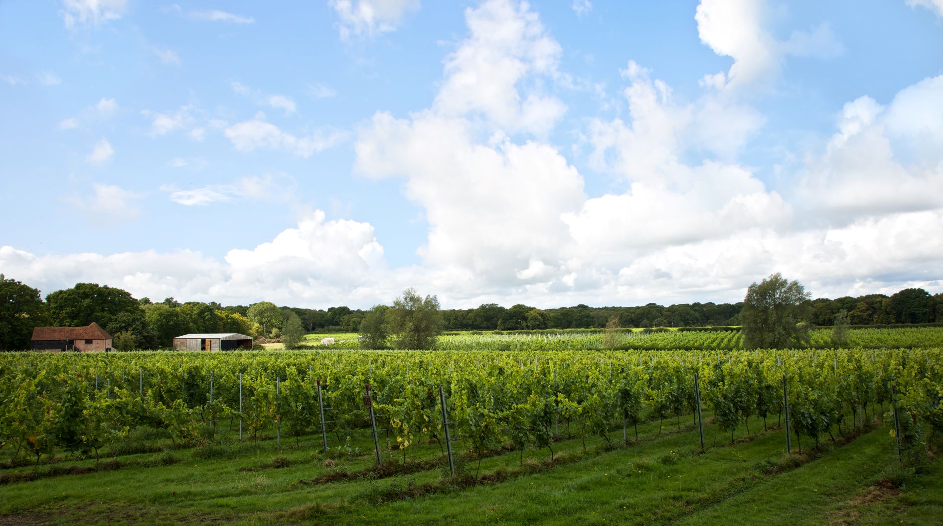Oxney Organic Estate