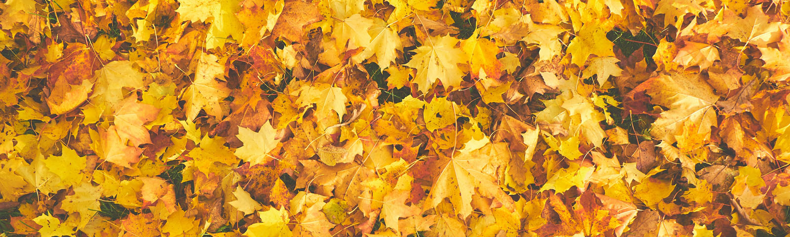 Things To Do, What's On, Accommodation - Visit Kent