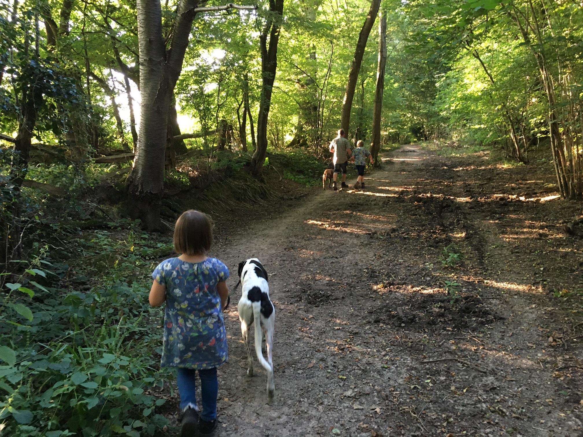 Kings Wood, Challock