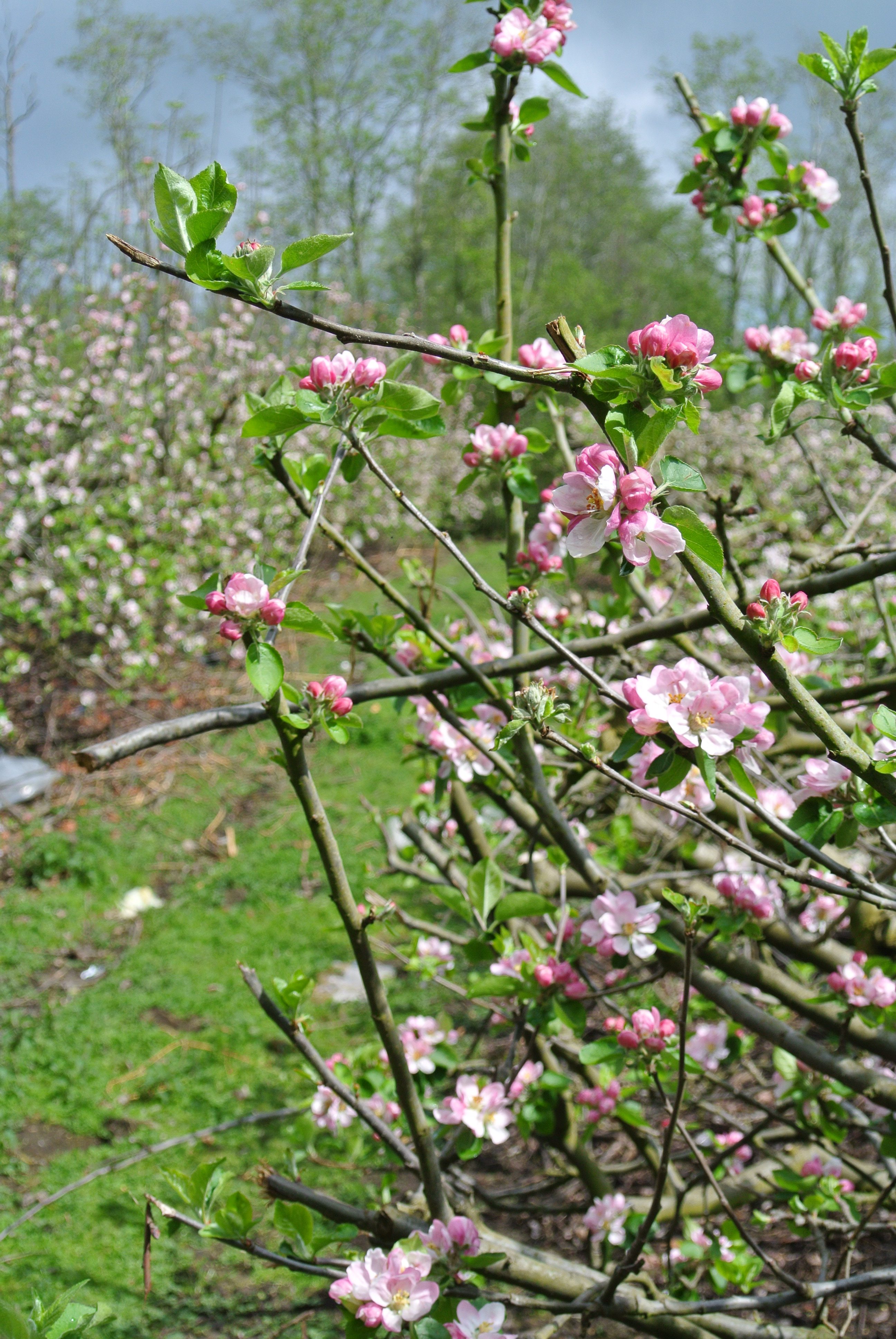 Perry Court Farm Shop