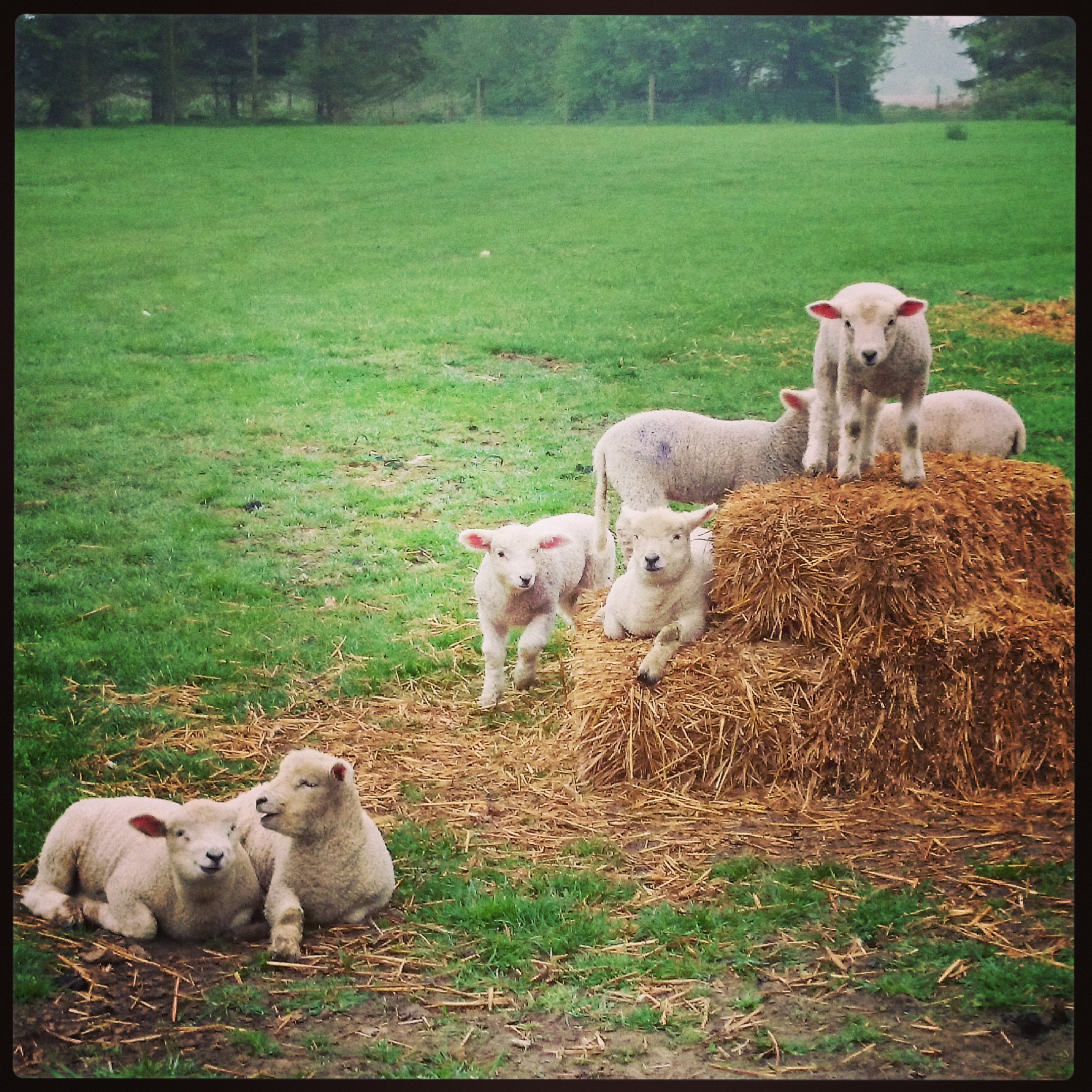 Perry Court Farm Shop