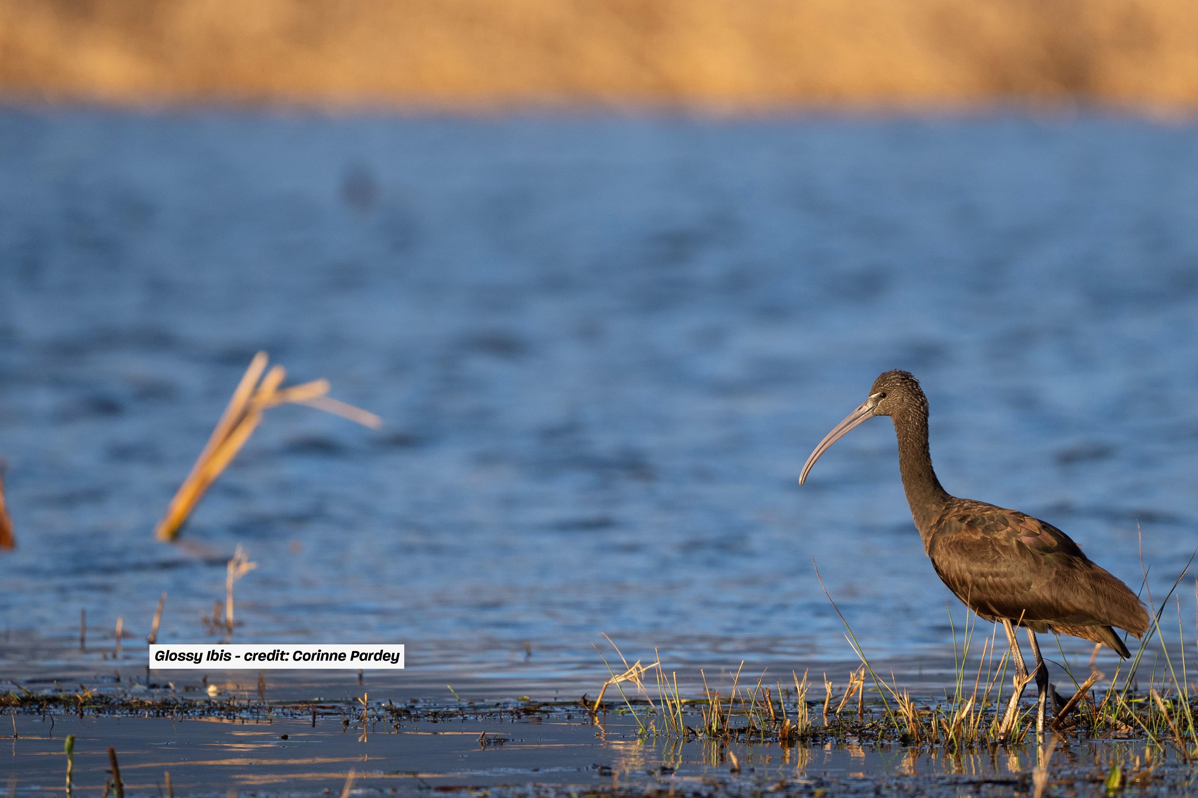 RSPB Dungeness Nature Reserve